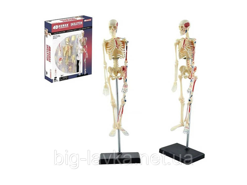 Объемная анатомическая модель 4D Master Skeleton Skeleton (ID ...