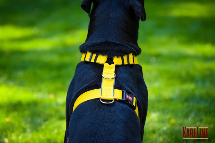 Шлея анатомическая из нейлона Keeper Active со светоотражающим кантом ...