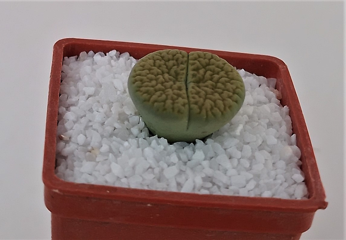 Купить Літопс насіння Lithops hookeri v. dabneri 'Annarosa' ------20 шт ...