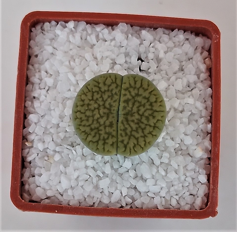 Купить Літопс насіння Lithops hookeri v. dabneri 'Annarosa' ------20 шт ...