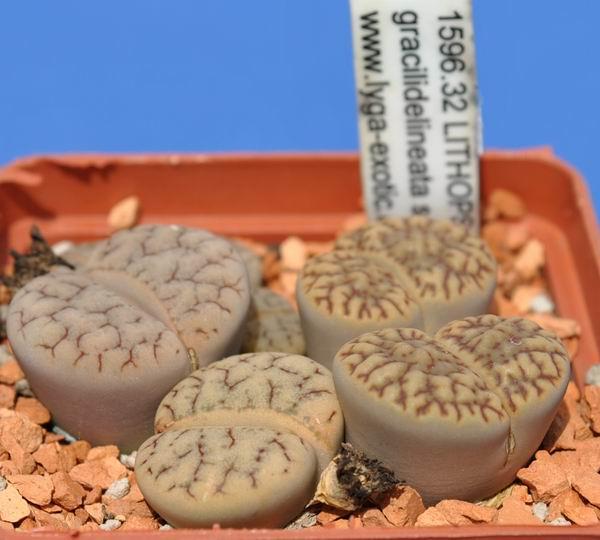 Купить Літопс насіння Lithops gracilidelineata ssp. brandbergensis C394 ...