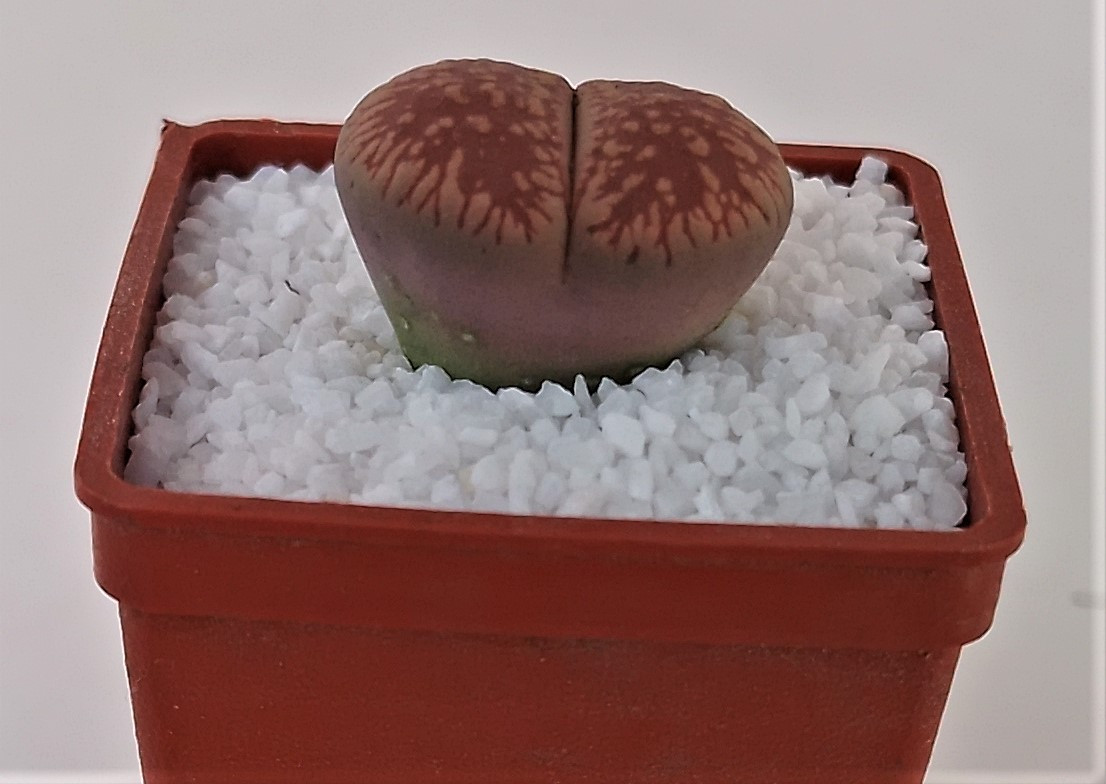 Літопс Lithops aucampiae ssp. euniceae v. euniceae C48 /,D20 (ID ...