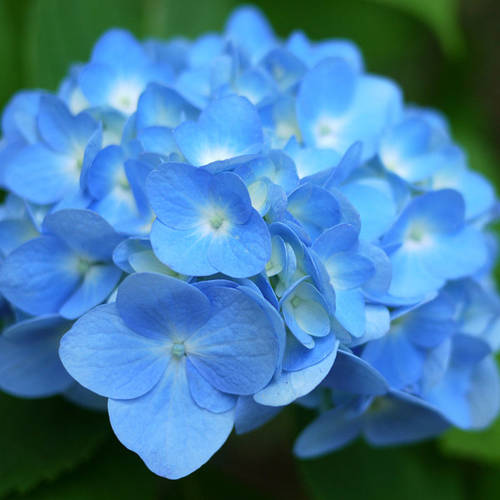 Гортензія Nikko Blue 1,5 л (ID#1942649880), ціна: 249.99 ₴, купити на ...