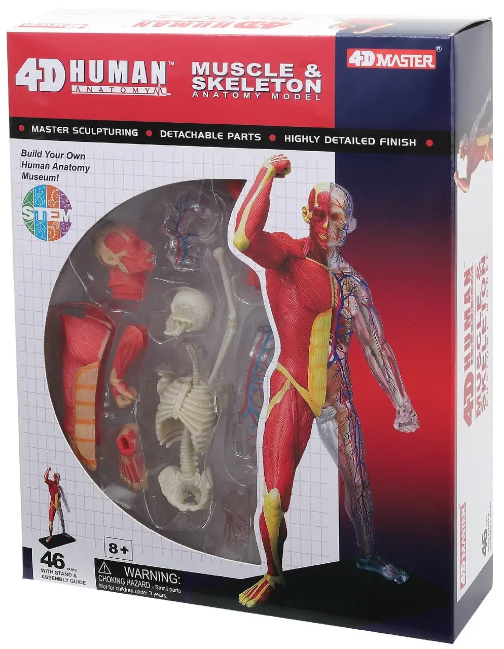 Об`ємна модель 4D Master Мязи і скелет людини (FM-626010): продажа ...