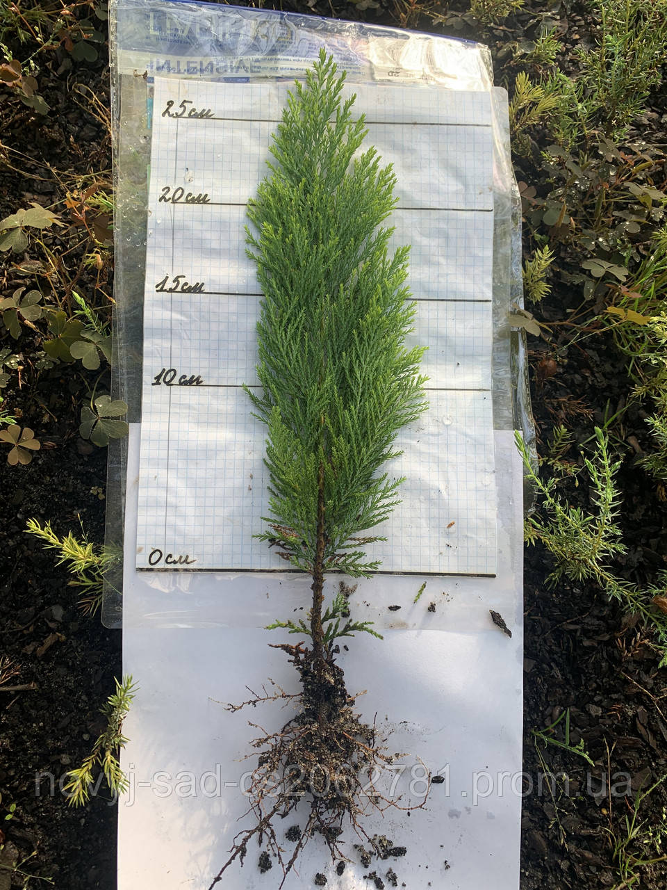 Кипарисовик Елвуді Голд 2-річний вкорінений черенок 25 см (ID ...