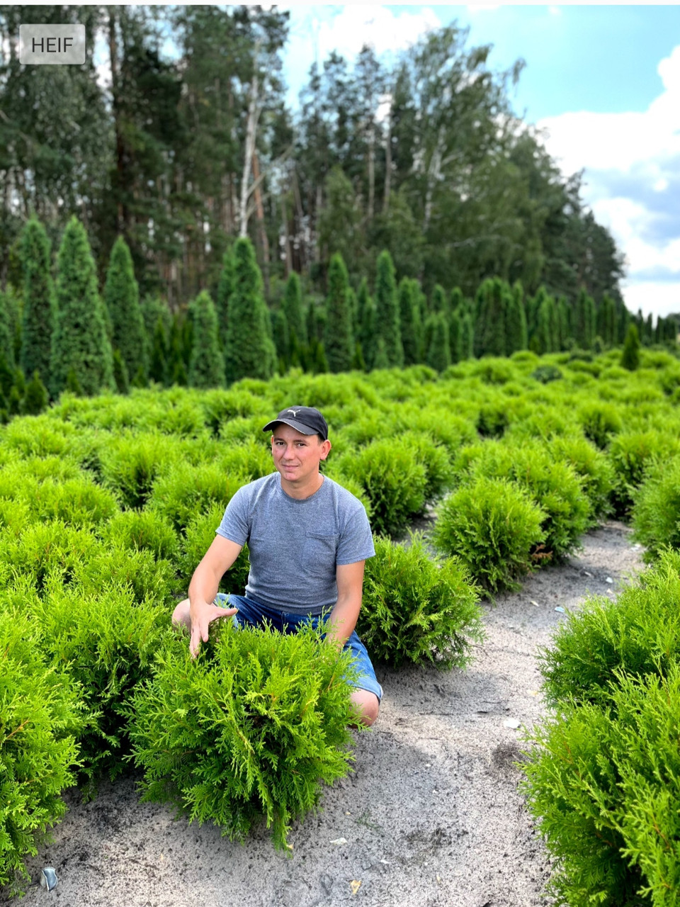 Туя шаровидная Глобоза D-(50 см): продажа, цена в Ровно. Емкости для ...