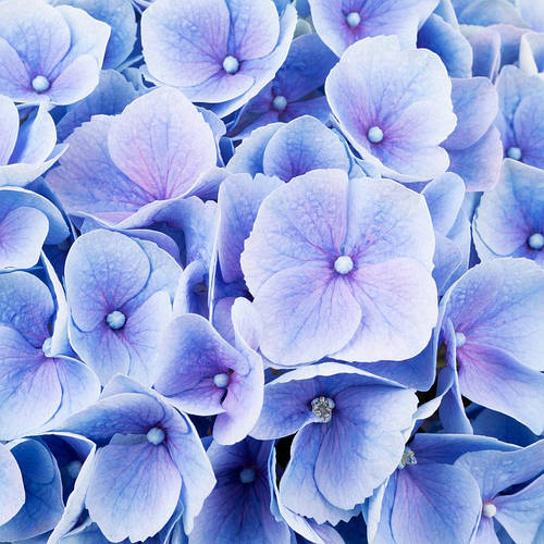 Купить Гортензия крупнолистная Хай Ривер / С3 / Hydrangea Hi River ...