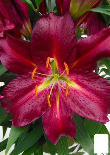 Купить Лилия Гигант "Avinger", цена 75 ₴ — Prom.ua (ID#1934582393)