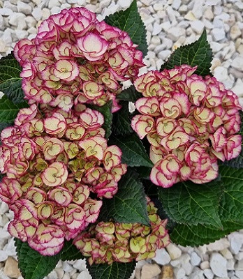 Гортензія великолистна "Elfy": продаж, ціна у Одеській області ...