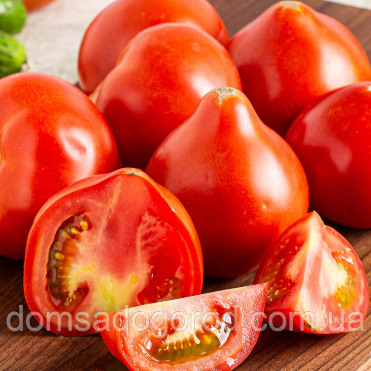 Томат МАХІТОС F1 | MAHITOS F1 Rijk zwaan 100 насінин (ID#605771681 ...