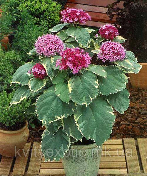 Клеродендрум Бунге Варієгата. Clerodendrum bungei Variegata.: продаж ...