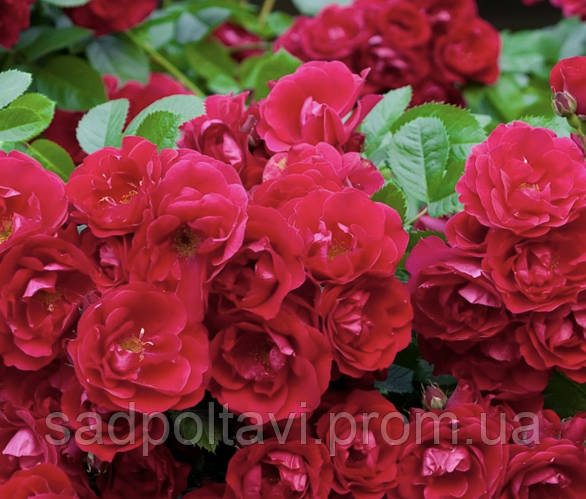 Роза Рот Зе Фейри конт Р9 (ID#2012816692), цена: 150 ₴, купить на Prom.ua