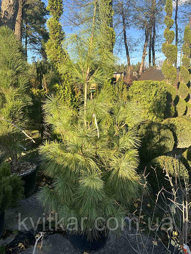 Сосна гімалайська PINUS EXCELSA WALLICHIANA h 180-200 (ID#2014082659 ...