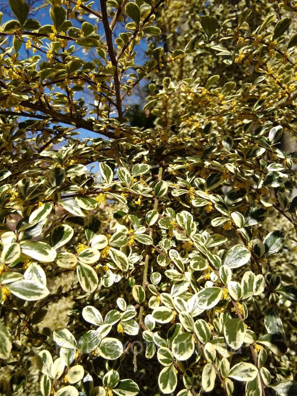 Азара "Variegata". Azara microphylla Variegata. (ID#2024168675), цена ...