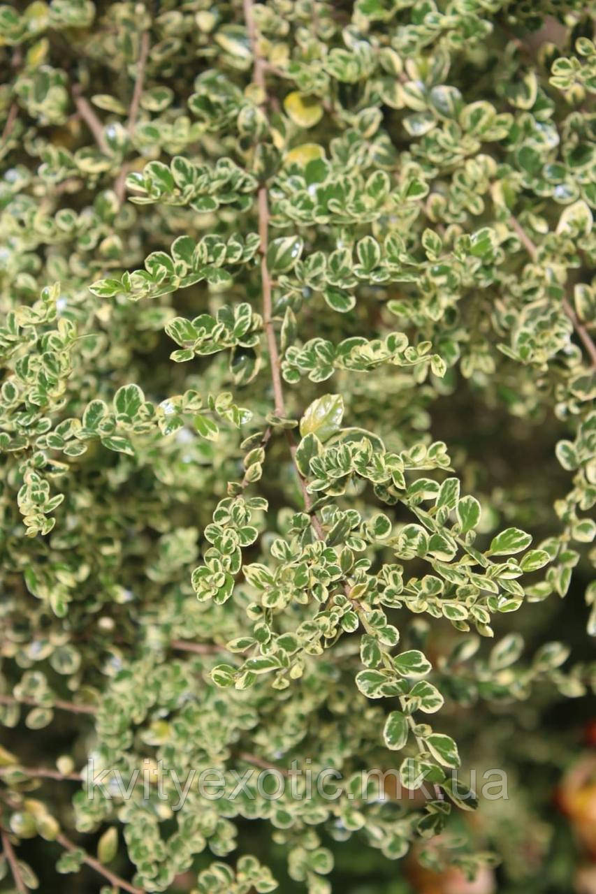 Азара "Variegata". Azara microphylla Variegata. (ID#2024168675), цена ...