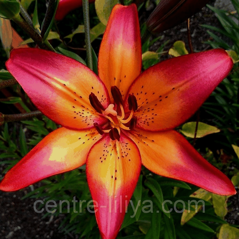Лилия ЛА-гибрид Royal Sunset 18/20: продажа, цена в Миргороде. Семена и ...