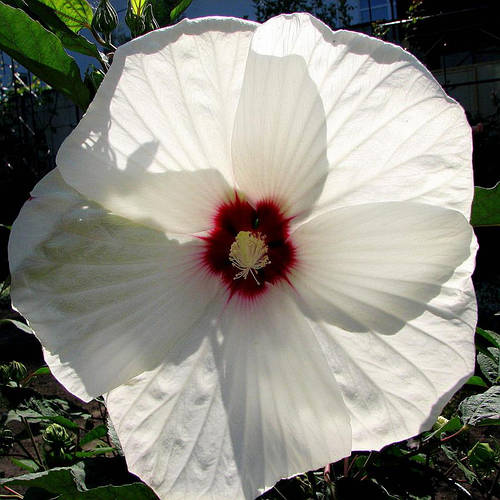 Семена гибискуса Сокровище Короны Gl Seeds 5 шт (ID#1630363372), цена ...