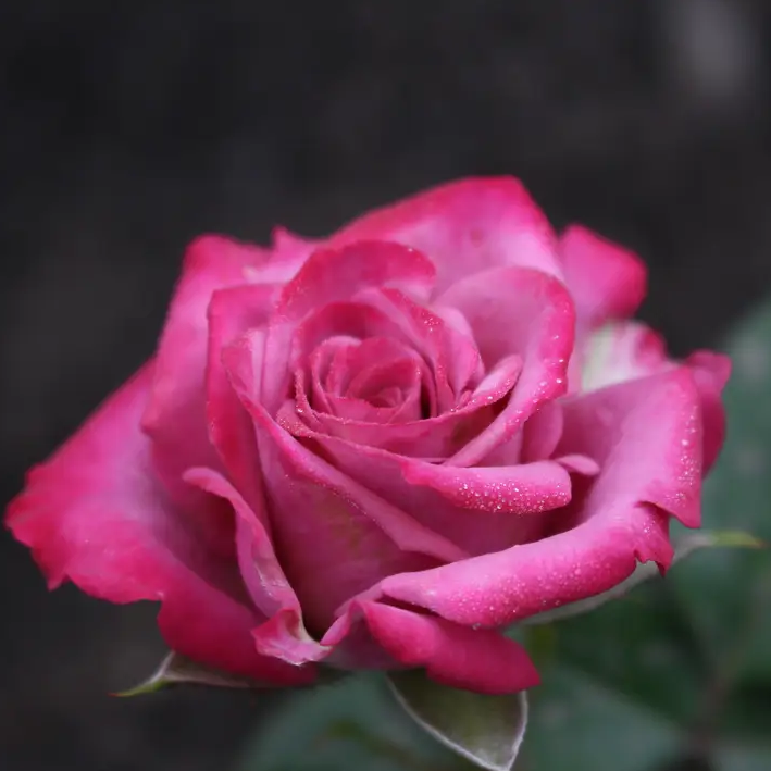 Купить Саженцы спрей розы Фикшн (Rose Fiction) оптом/розница