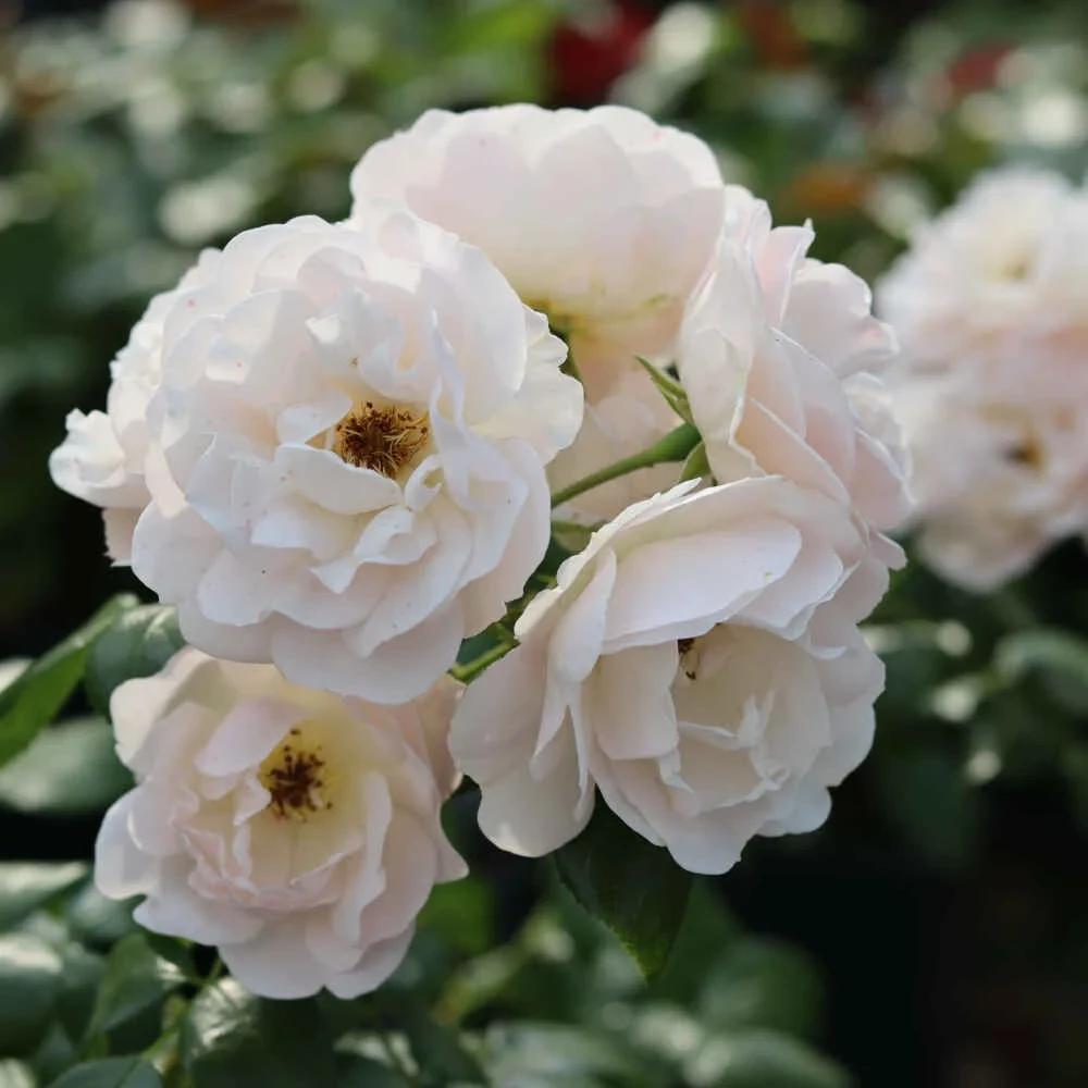 Саженцы розы флорибунда Сириус (Rose Sirius) (ID#2052225861), цена: 110 ...