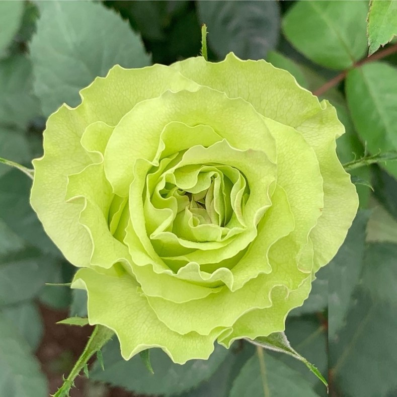 Купить Саженцы чайно-гибридной розы Киви (Rose Kiwi) оптом/розница