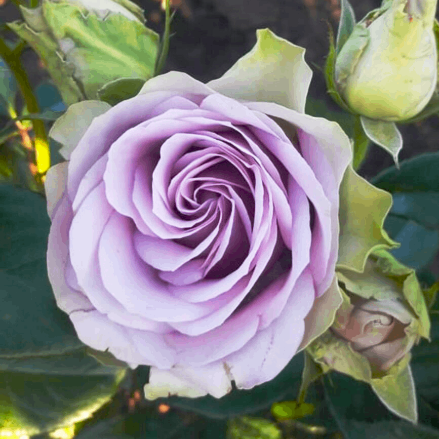 Купити Саджанці чайно-гібридної троянди Луллабі (Rose Lullaby) оптом ...