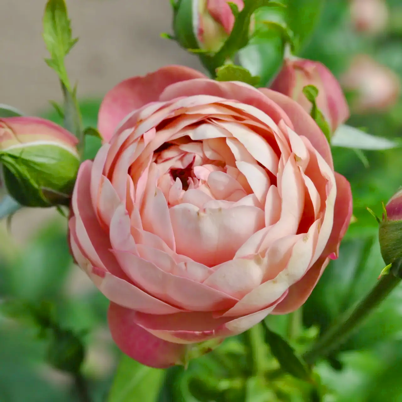 Купити Саджанці троянди флорибунда Акрополіс (Rose Acropolis) оптом/роздріб