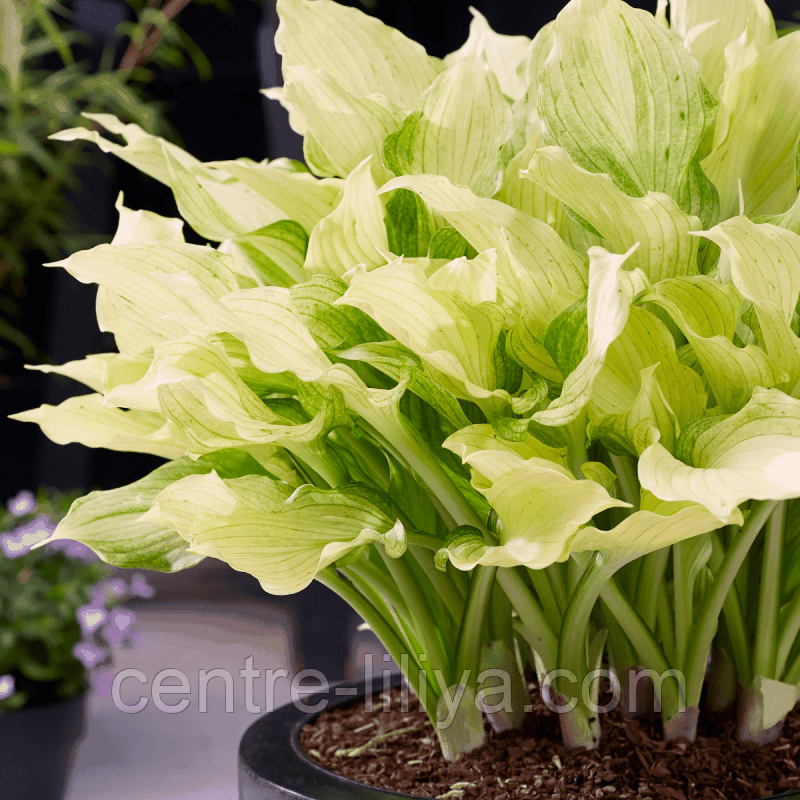 Хоста White Feather XXL: продаж, ціна у Миргороді. Насіння і бульби ...