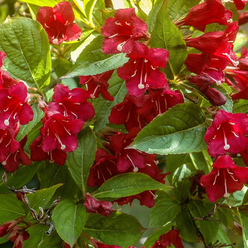 Вейгела квітуча Eva Rathke 2 річна, Вейгела цветущая Ева Ратке, Weigela ...