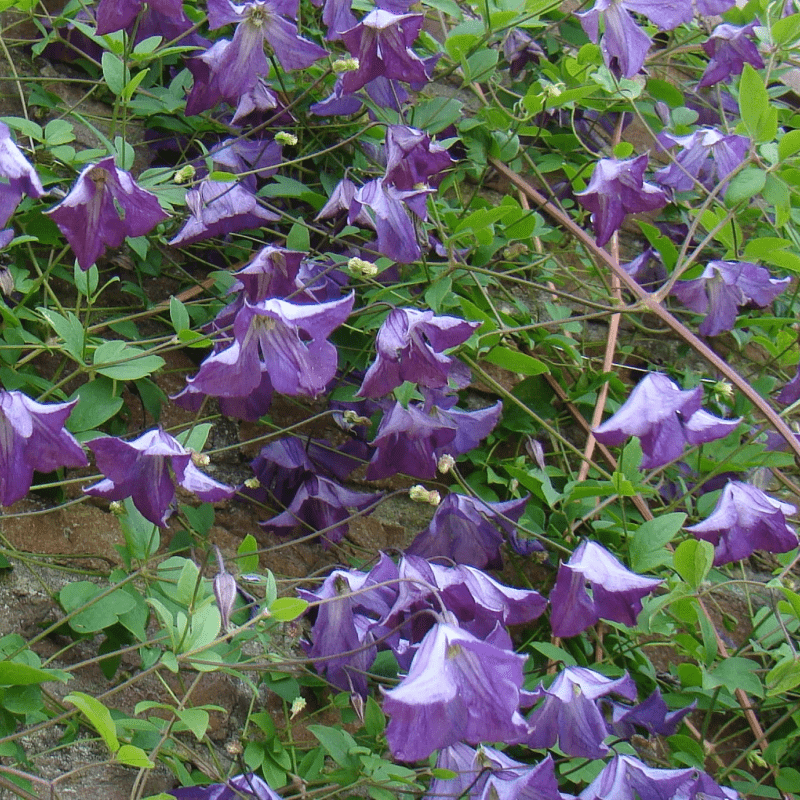 Клематіс Little bas: продаж, ціна у Миргороді. Насіння і бульби трав і ...