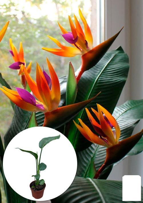 Стрелиция Королевская "Bird of Paradise" (ID#1934585137), цена: 550 ...