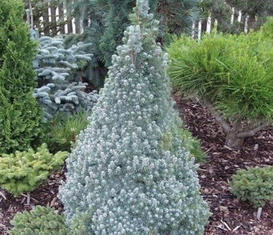 Ялина канадська "Сандерс Блю", "Sanders Blue ", С1,5 (ID#2634283565 ...