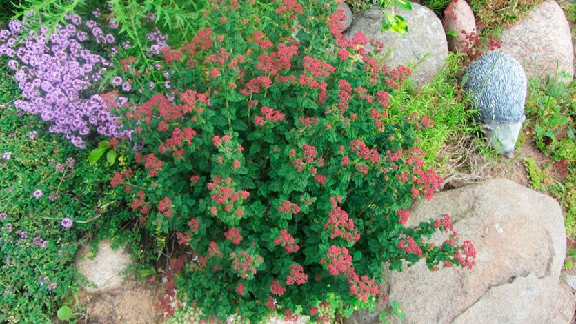 Спірея японська Булата 3-річна Spiraea japonica «Bullata» (ID ...