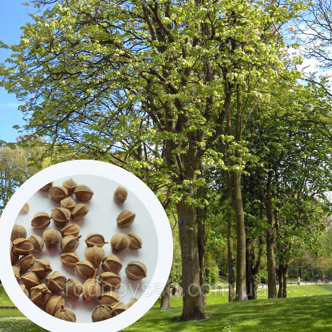 Купить Липа крупнолистная семена (10 шт) (Tilia platyphyllos ...