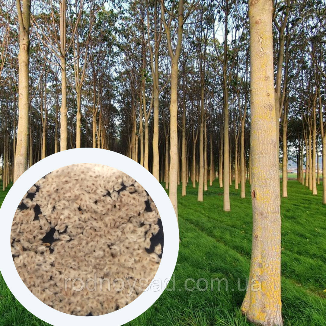 Купить Павловния Pao Tong Z07 семена (50 шт) Пао Тонг paulownia ...