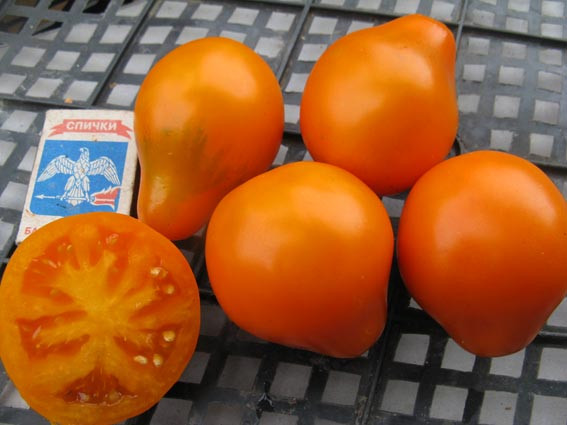 Помидор Yellow Truffle 10 Сем — Купить Недорого на Bigl.ua (376396976)