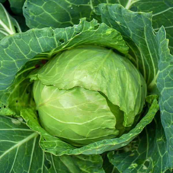 Капуста ранняя в Львовской области от компании "AgroPlanet Ukraine".