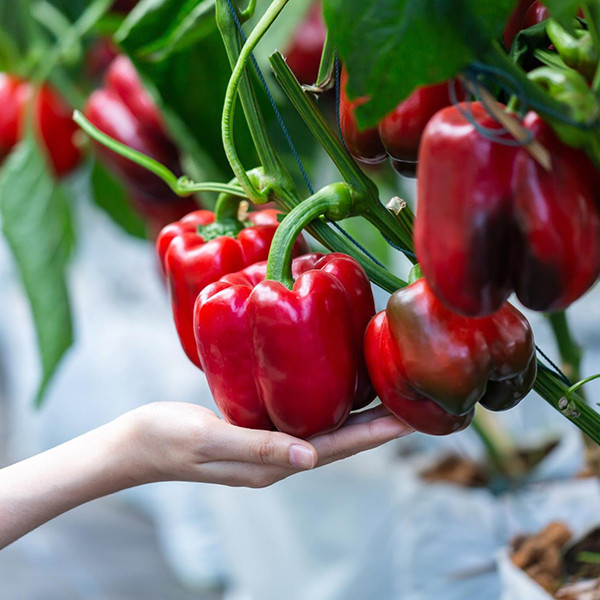 Солодкий перець в Львівській області від компанії "AgroPlanet Ukraine".