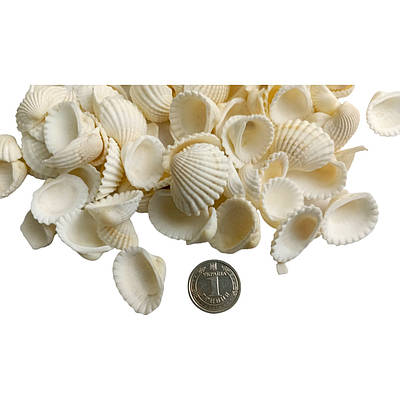 Ракушка морская натуральная Улитки драконьей колючей цвет черный 100 гр ...