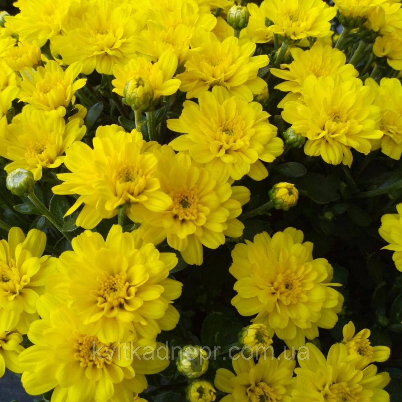 Хризантема мультифлора Ditto Yellow у горщику д. 12 см: продажа, цена в ...