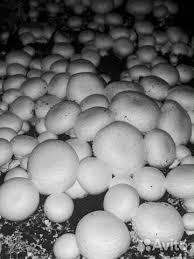 Брикети печериць. Штамм Somicel 516. (ID#2087417293), ціна: 201 ...