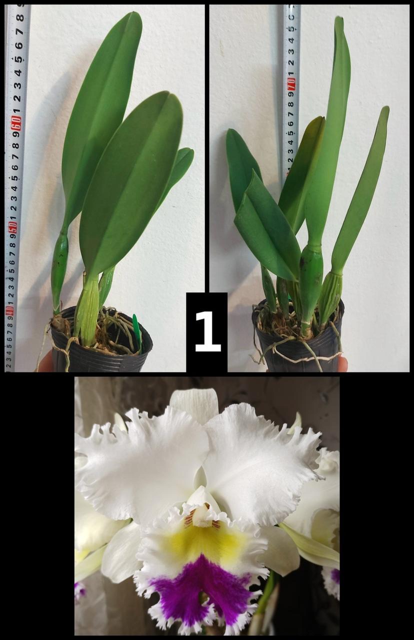 Rlc. Liou Hope (ID#2096942048), цена: 830 ₴, купить на Prom.ua