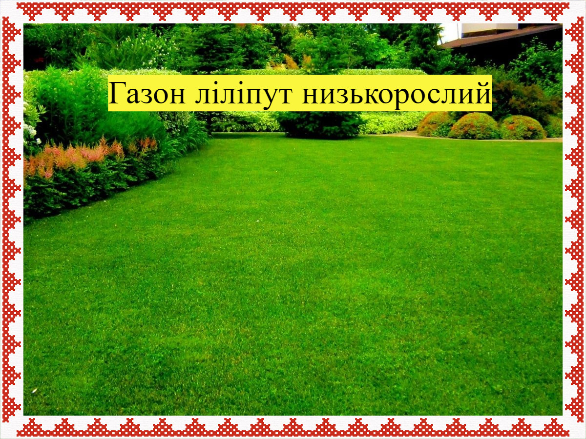 Газонная трава Лилипут | Семена газонной травы 4 кг | Газон низкорослый ...