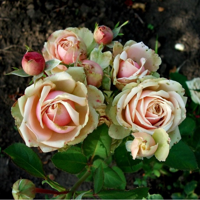 🌱 Саженцы розы флорибунда Эден Романтика (Rose Eden Romantica)