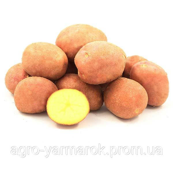 Семенной картофель Ранний посадочный картофель элита Семенная картошка ...