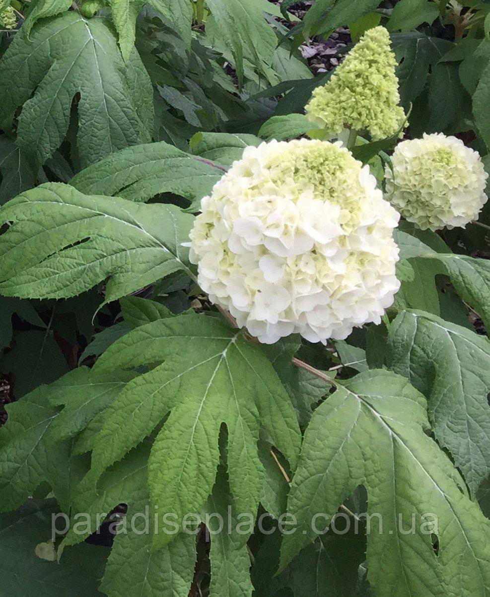 Гортензія дуболиста Тара/ Hydrangea quercifolia 'Tara' PBR, C3 (3л ...