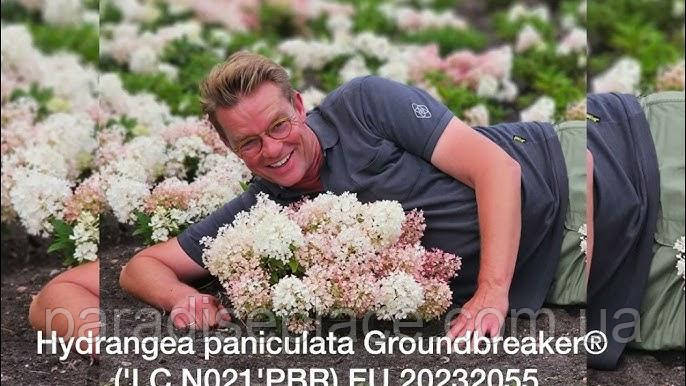 Гортензія волотиста Граундбрейкер/Hydrangea paniculata 'Groundbreaker' PBR NEW, 6-річна, C5 ...