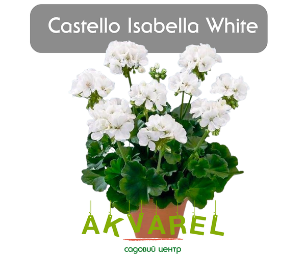 Castello Isabella White (ID#2550931167), цена: 55 ₴, купить на Prom.ua