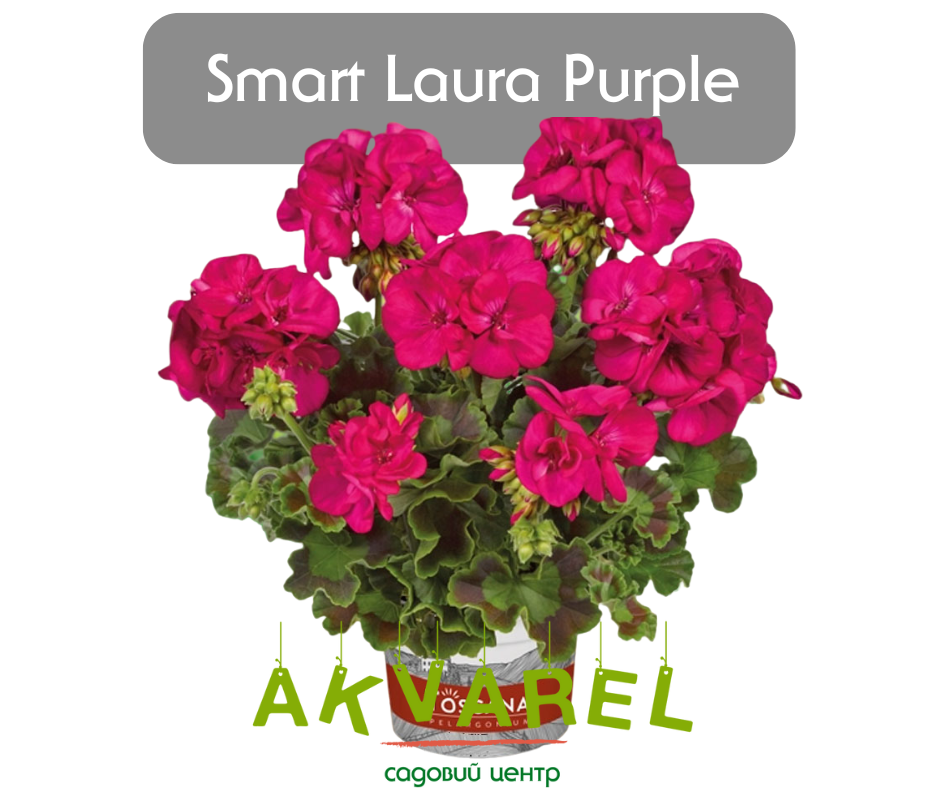Smart Laura Purple (ID#2550934744), ціна: 55 ₴, купити на Prom.ua