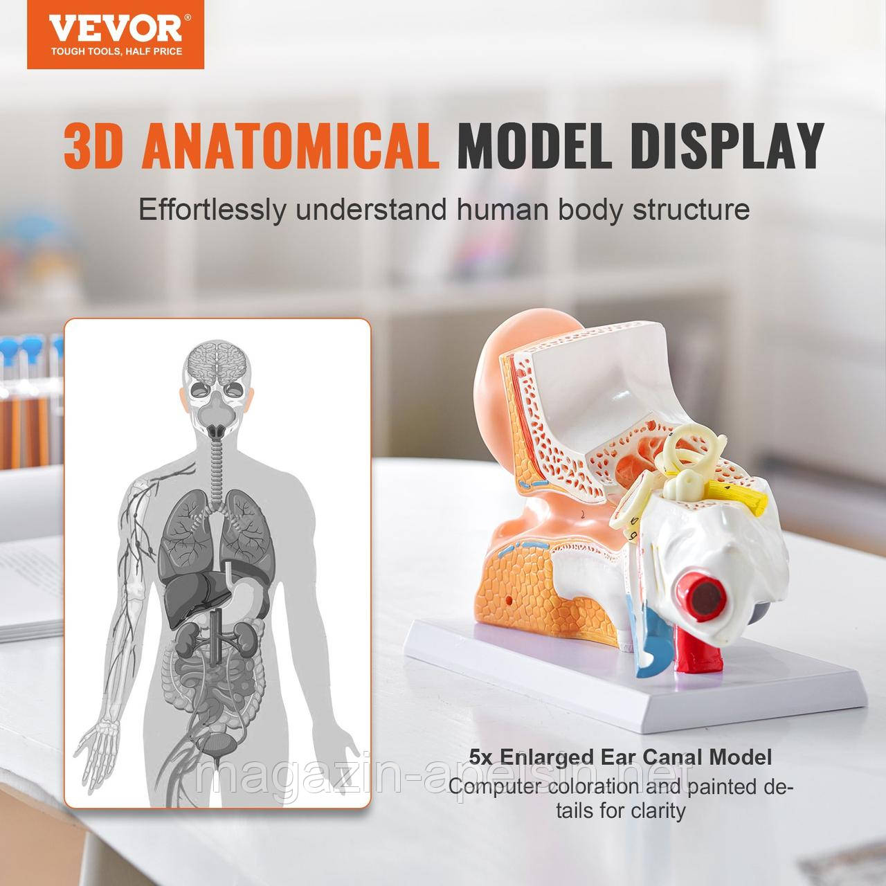 3d модель анатомії вуха людини Vevor 3 частини 5 кратно збільшеної