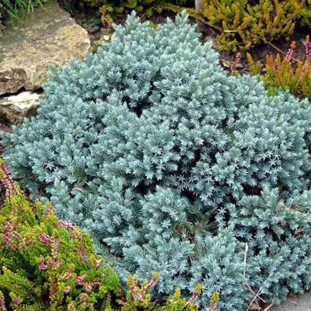 Купити Саджанці Ялівцю китайського Блю Альпс (Juniperus chinensis Blue ...